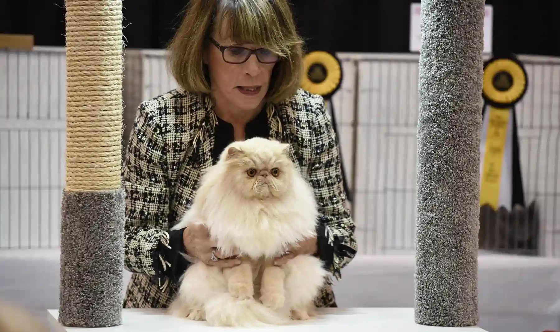 Nashville vs Emerald Cat Club Cat Show: Jan 3–4, 2026