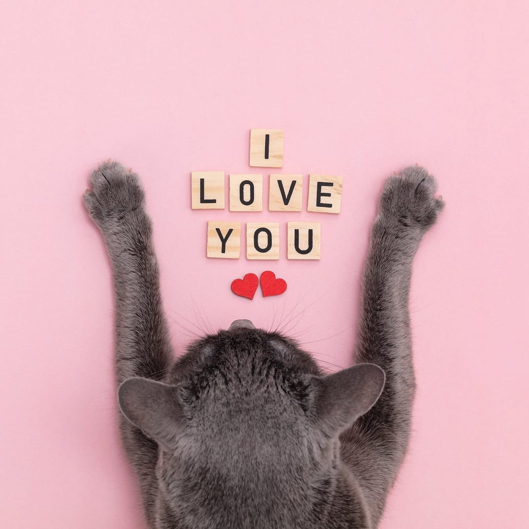 Katze wählt Obst Schüssel über $100 Kratzbaum für Nap - SuggleSouls