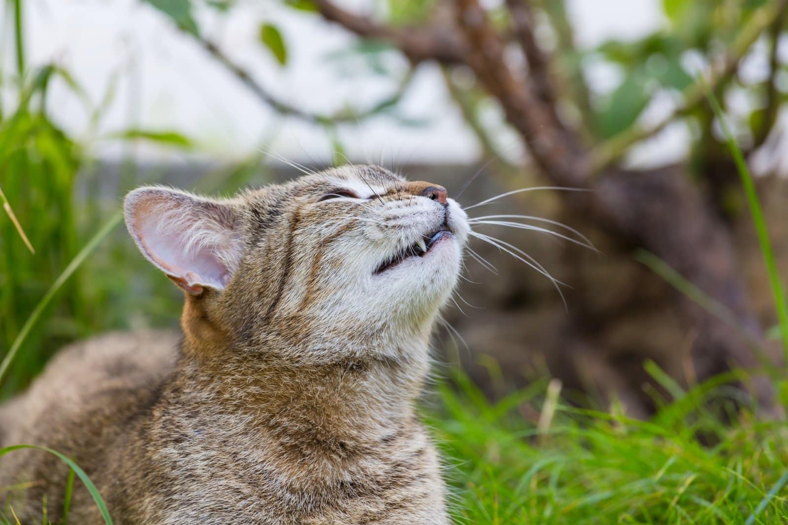 Cat Coughing: Hairball or Serious? When to See a Vet